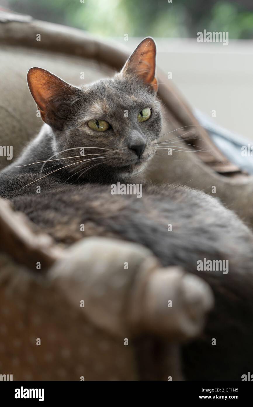 A gray spotted Russian Blue cat sitting and hiding in a safe spot on a ...