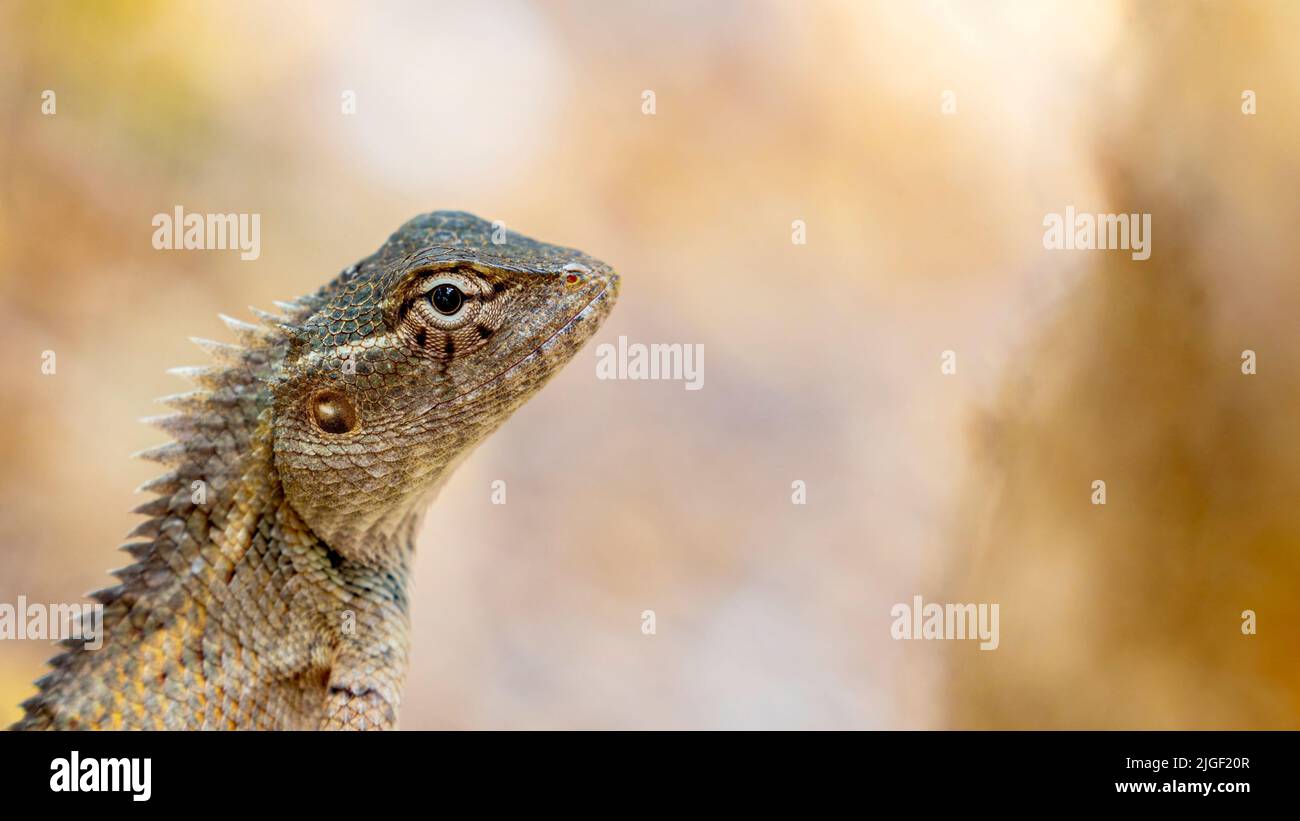 Spiky scales hi-res stock photography and images - Alamy
