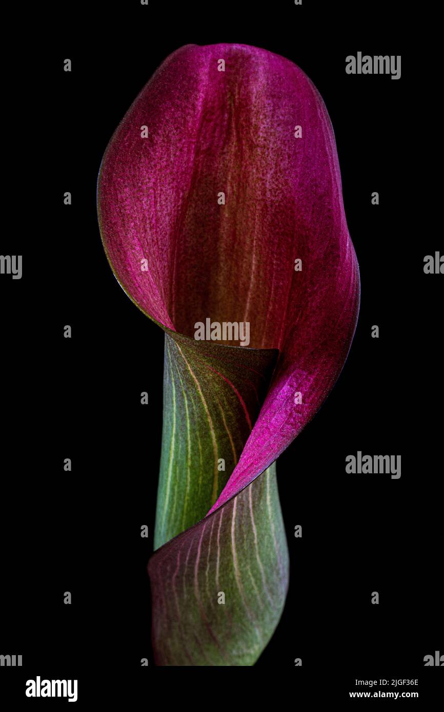 Calla rose hi-res stock photography and images - Alamy