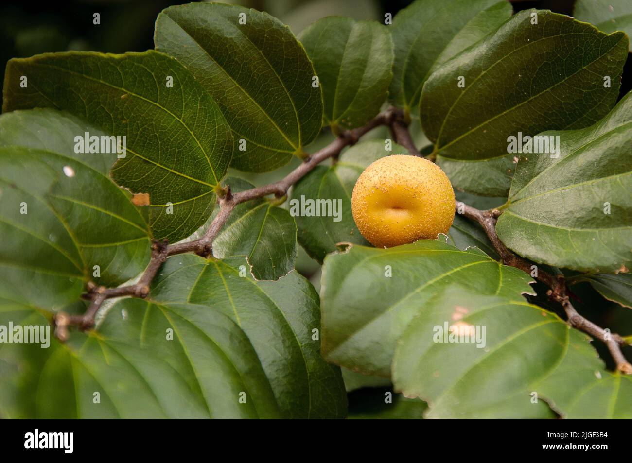 Biome caatinga hi-res stock photography and images - Alamy