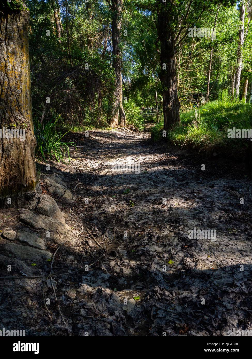 Climate change image of a reservoir with a dry tree branch. Concept of ...