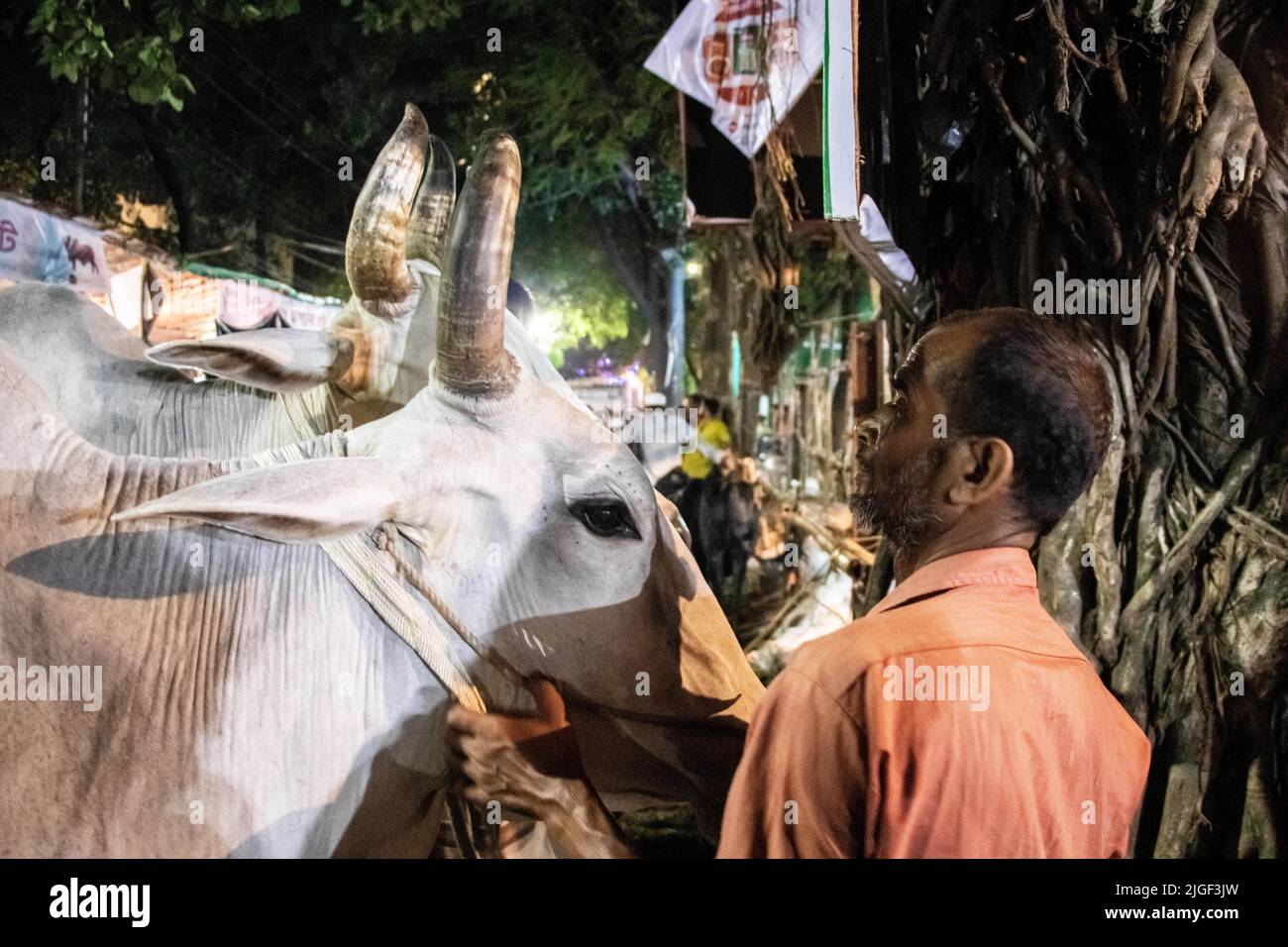 Dhaka, Bangladesh. 8th July, 2022. Vendors selling cows in the market ...