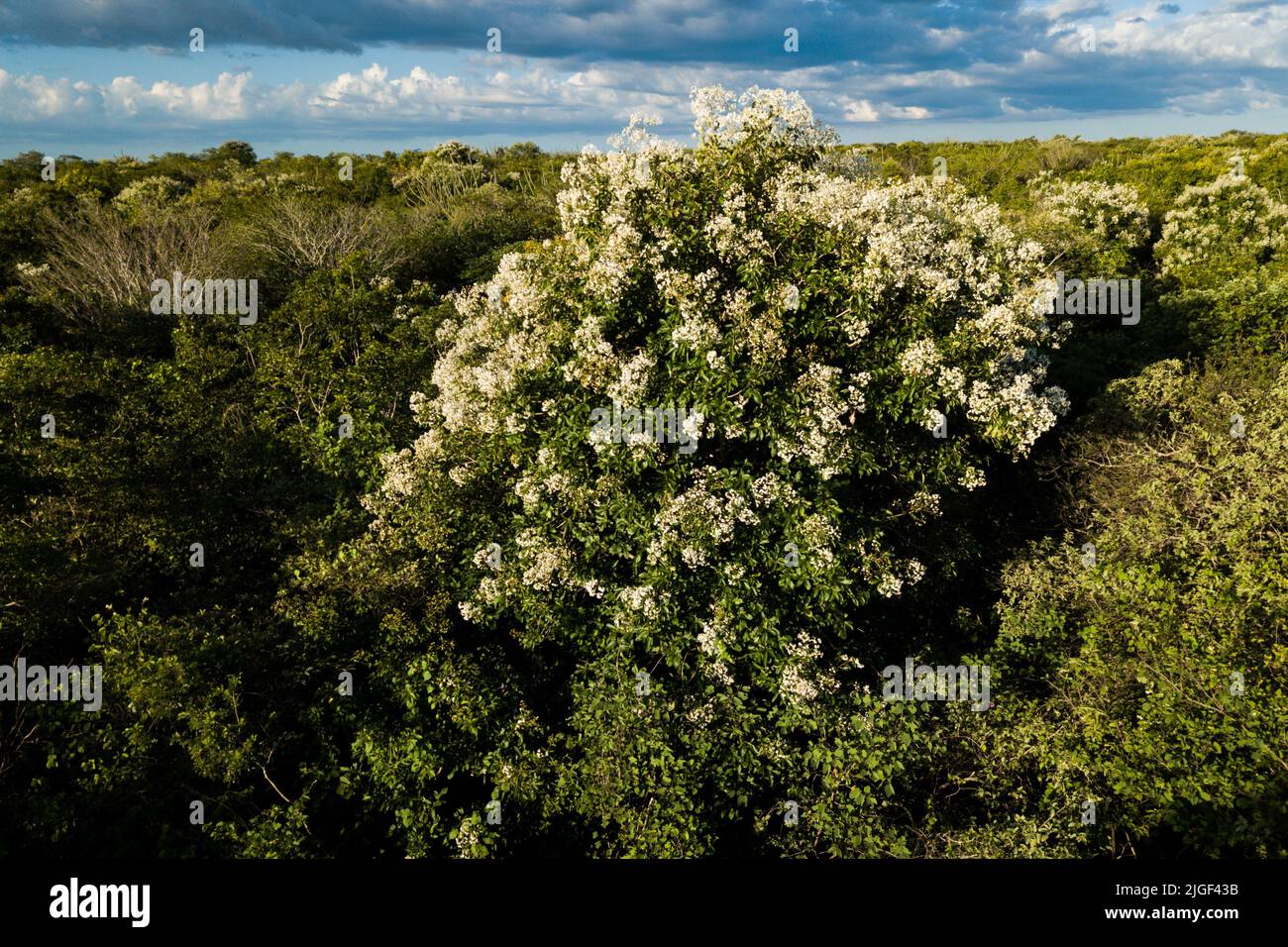 aerial view of caatinga forest, native vegetation of northeast brazil ...