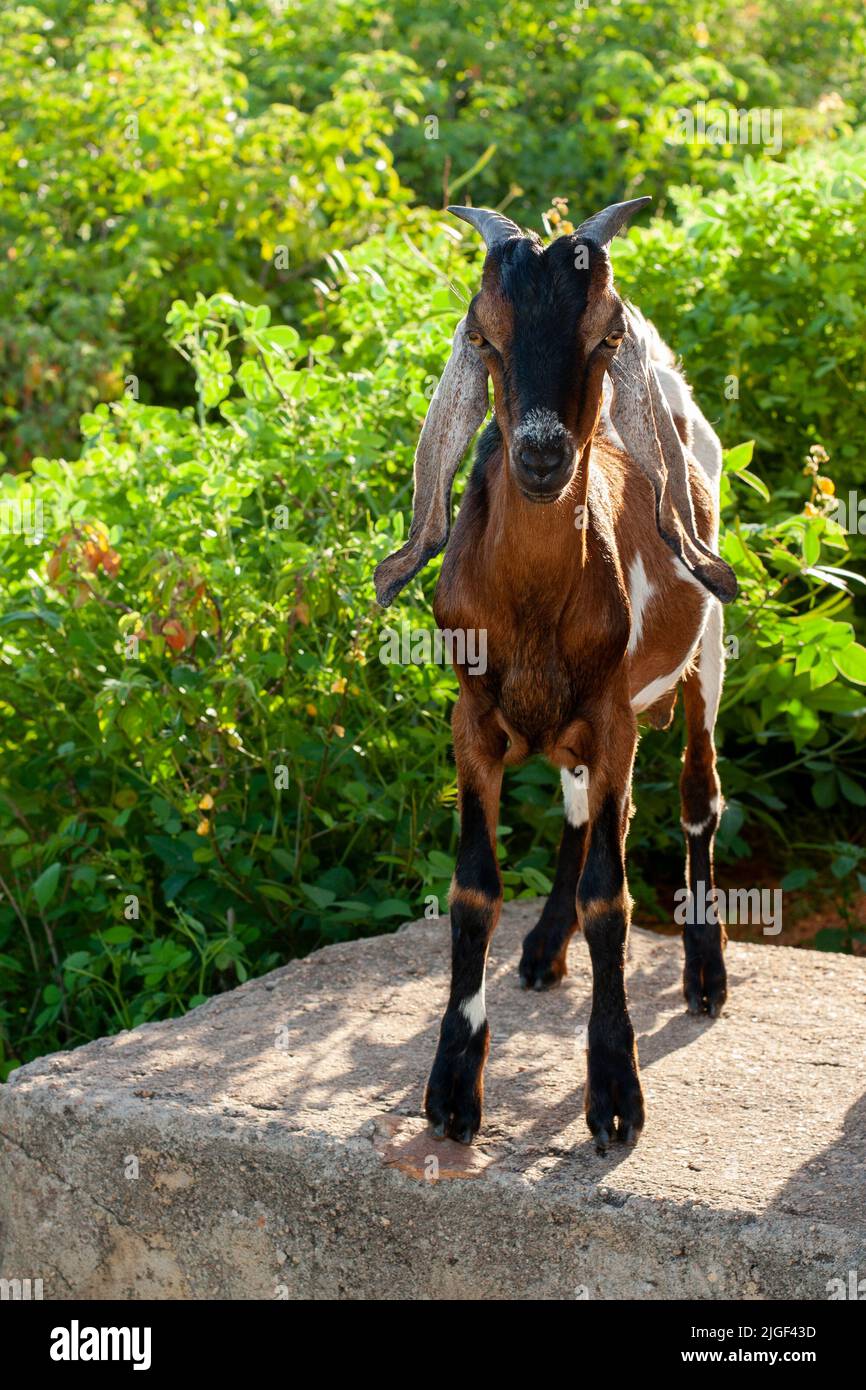 goat on top of sidewalk looking at camera Stock Photo - Alamy
