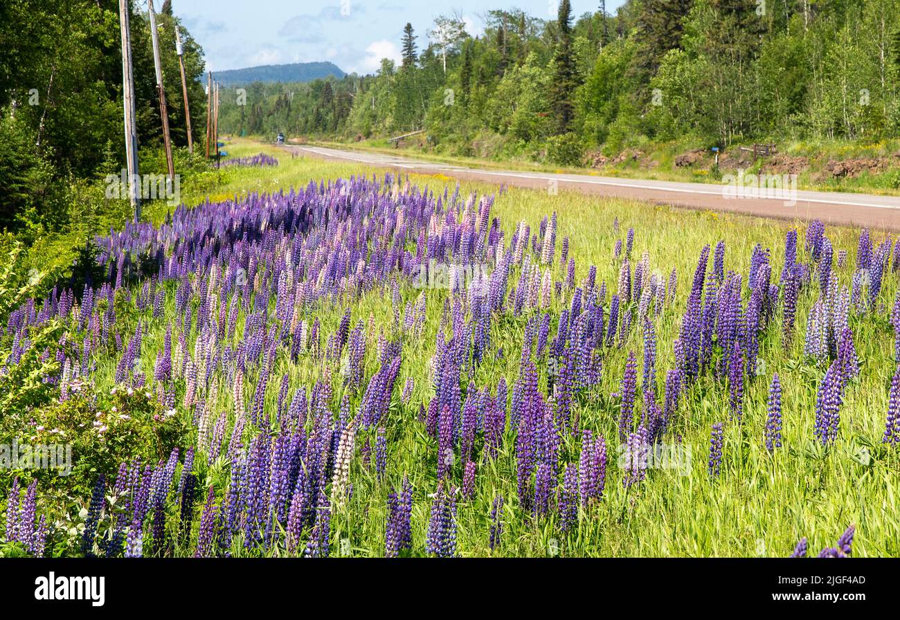Wild perennial lupinus, lupin, or lupine flowering plants along Highway ...
