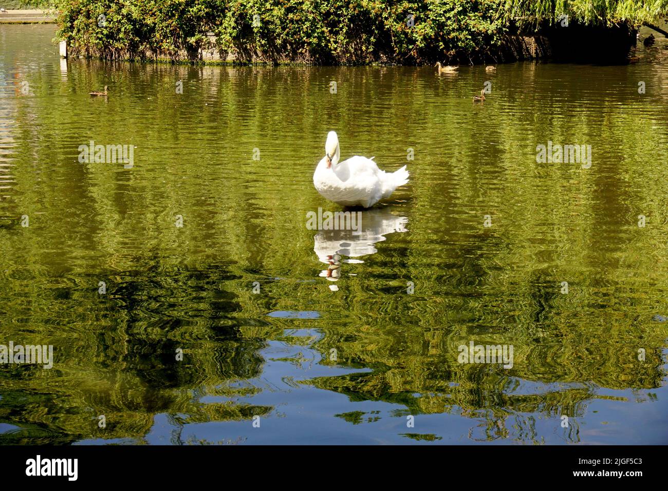 Feltham pond hi-res stock photography and images - Alamy