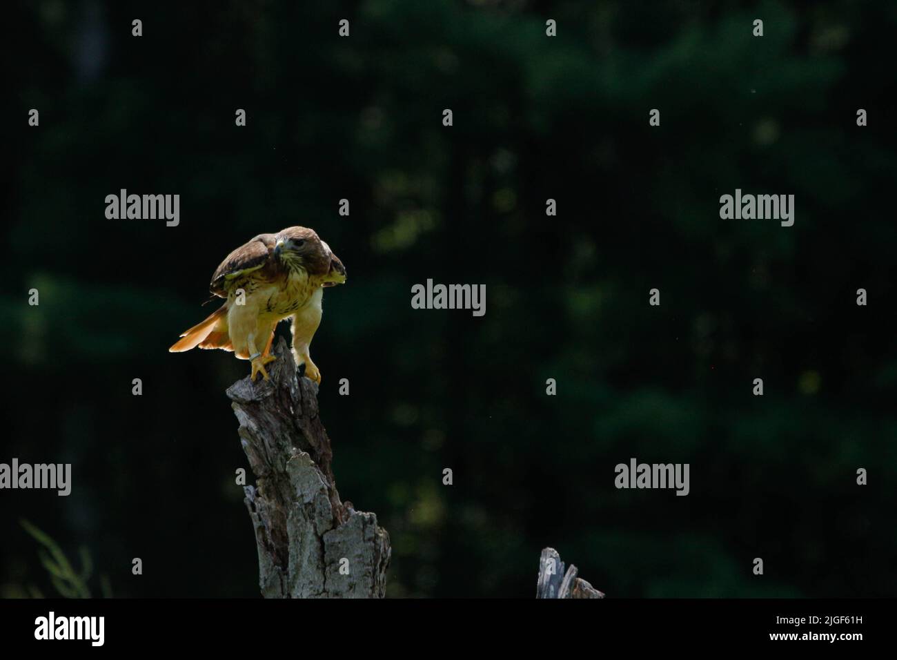 Harris hawk group hunting hi-res stock photography and images - Alamy