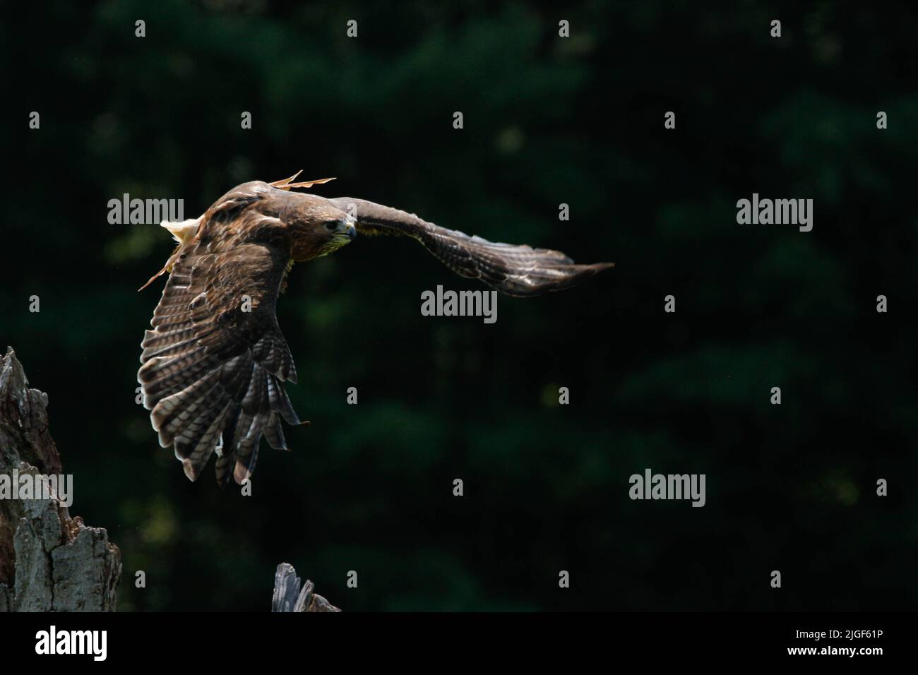 Harris hawk hunting group hi-res stock photography and images - Alamy