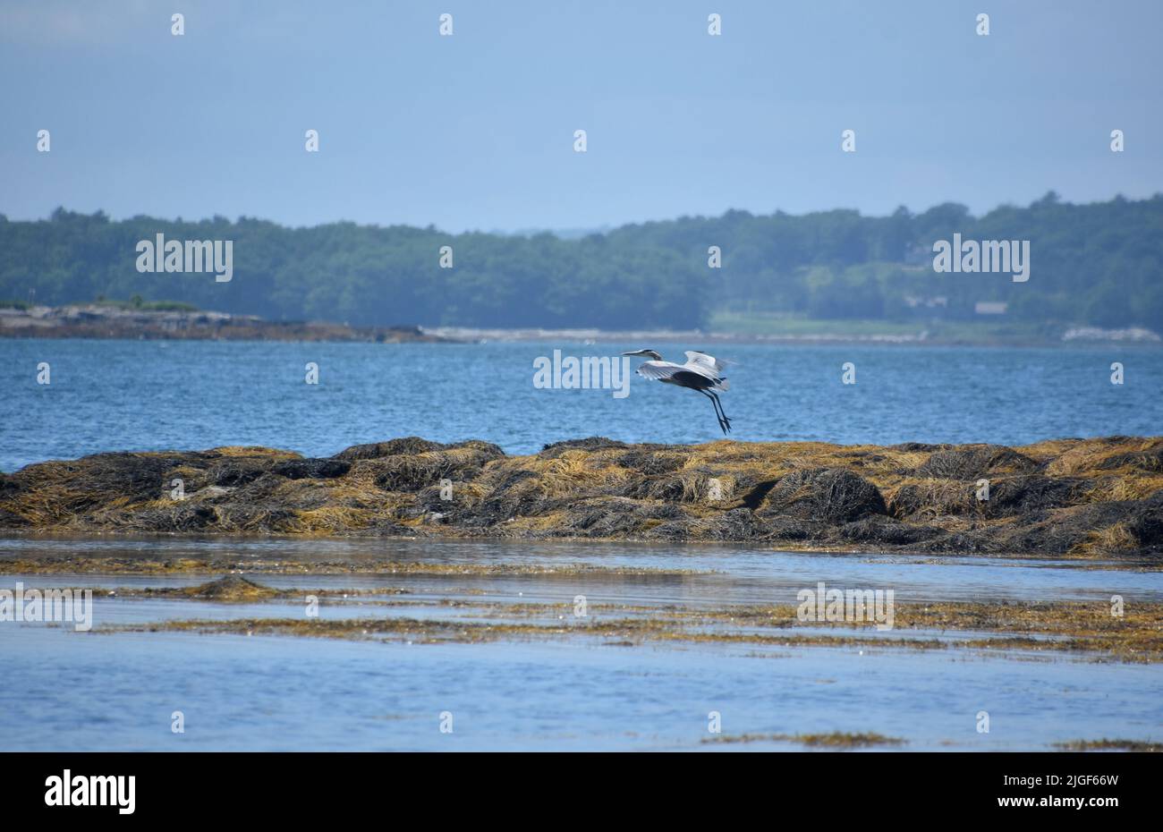 Great blue heron bird taking off in flight in Casco Bay Stock Photo - Alamy