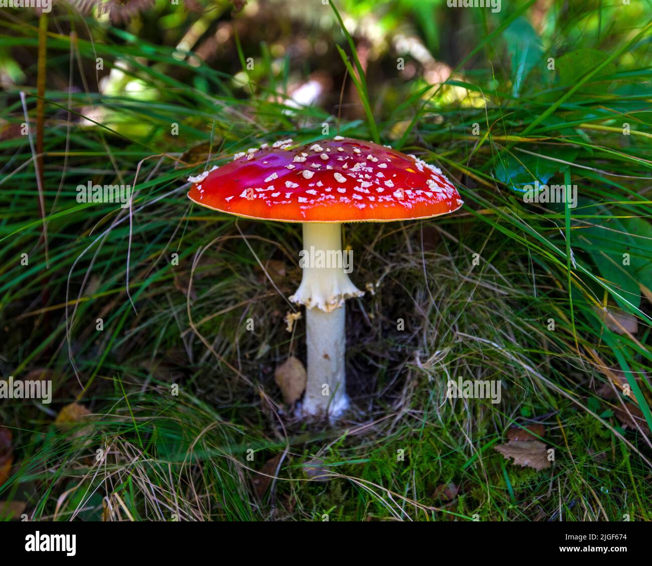Close-up shot of an Amanita Muscaria toadstool, or also known as Fly ...