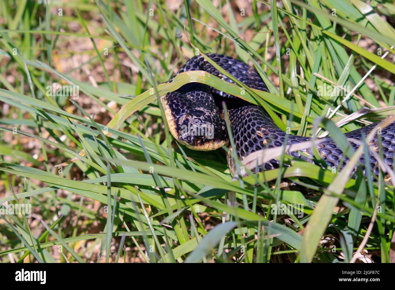 Eastern Hog-nosed Snake in Ontario, Canada Stock Photo - Alamy
