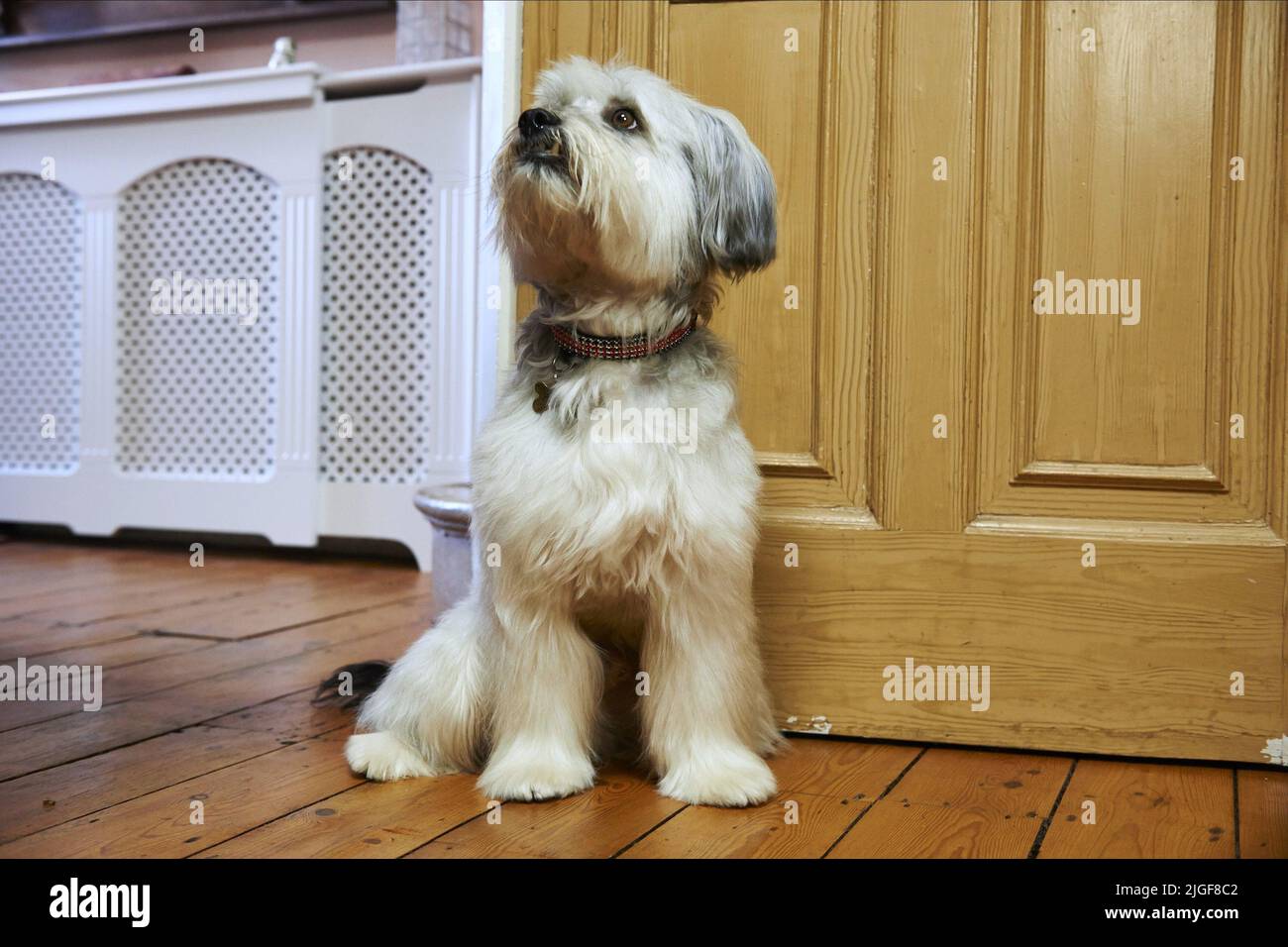 Pudsey the dog the movie hi-res stock photography and images - Alamy