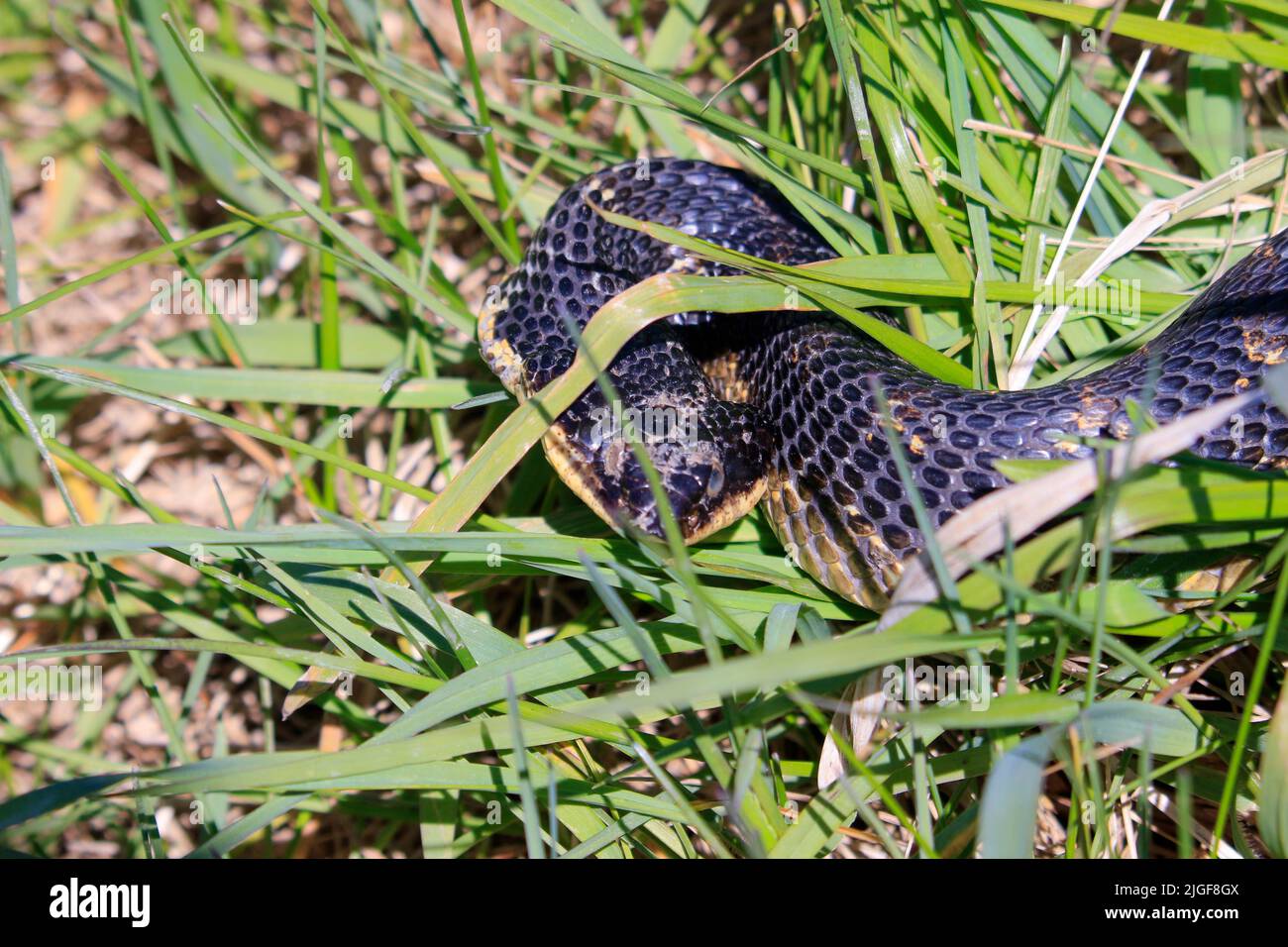 Eastern Hog-nosed Snake in Ontario, Canada Stock Photo - Alamy