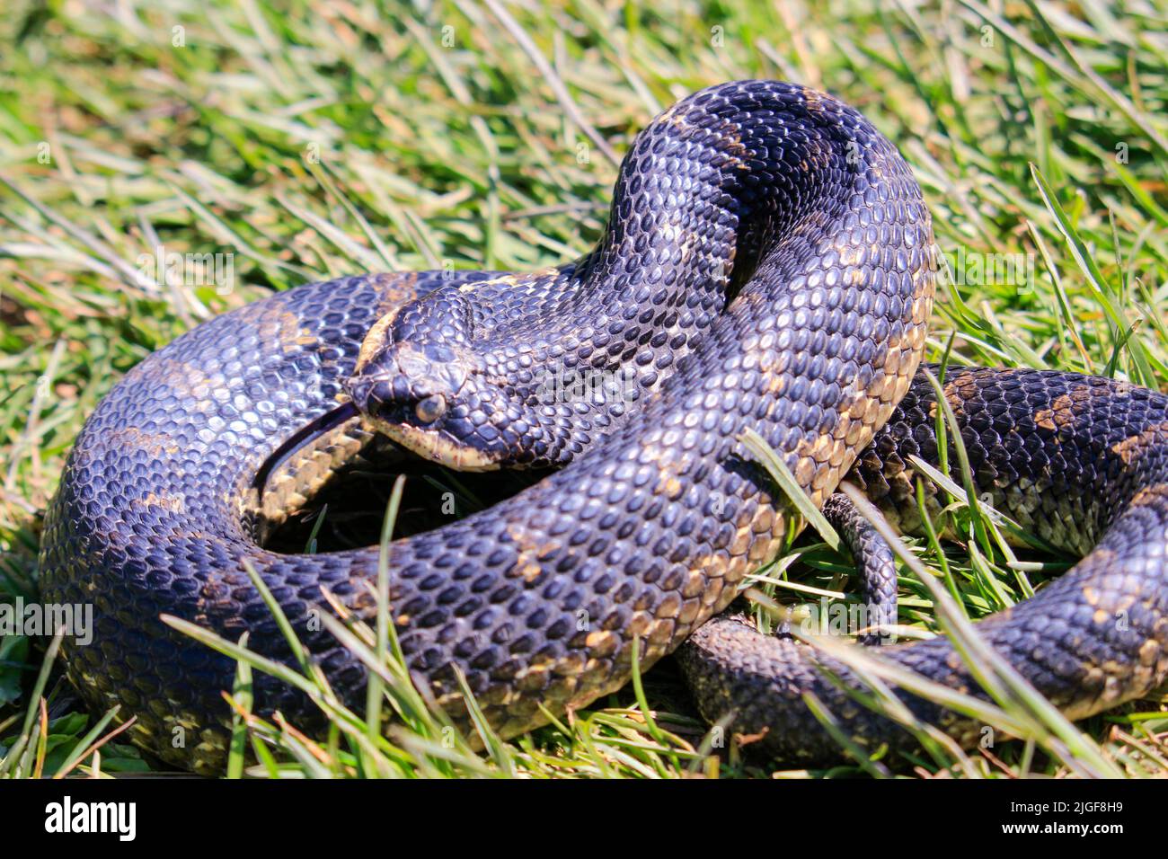Eastern Hog-nosed Snake in Ontario, Canada Stock Photo - Alamy