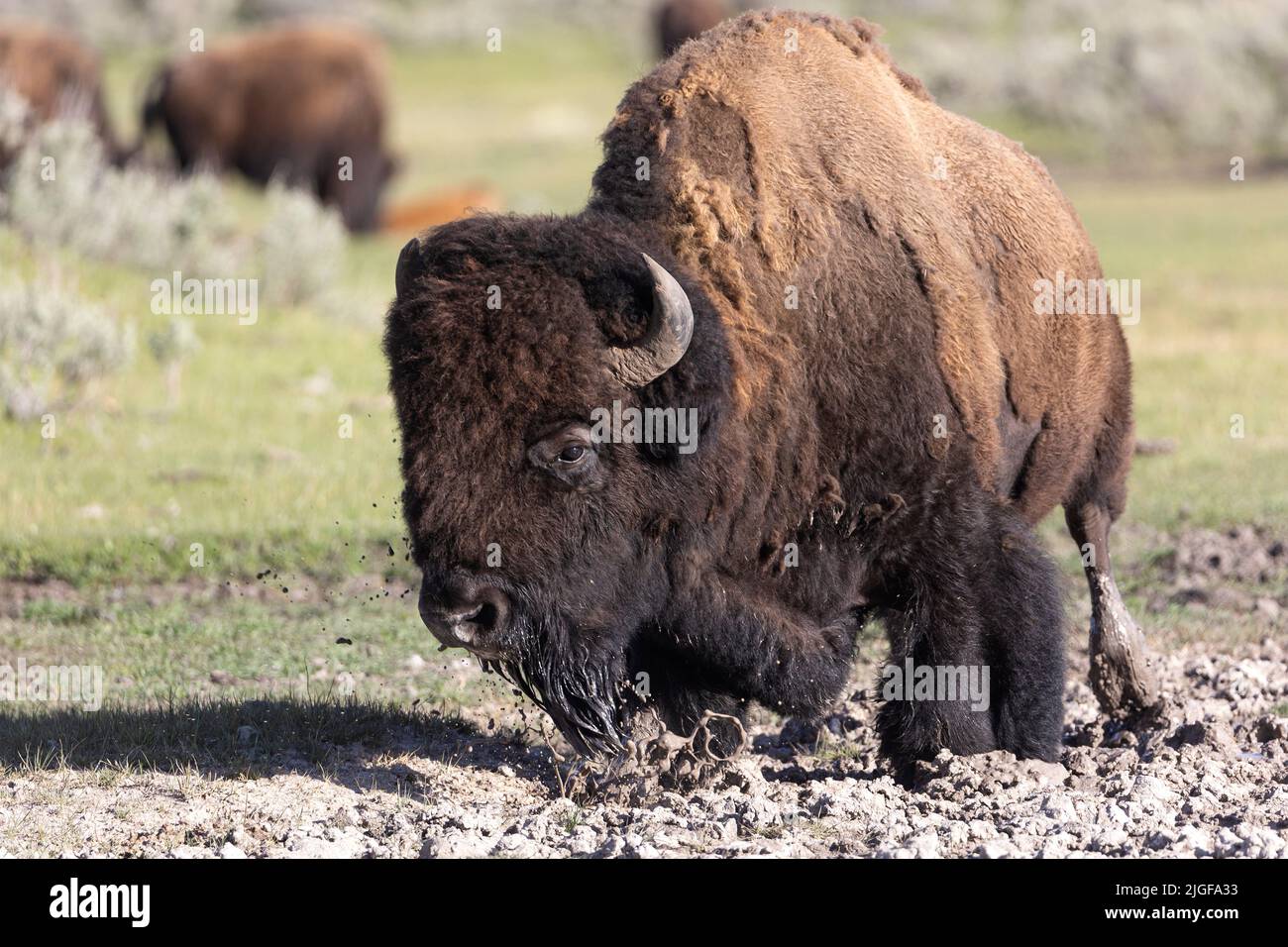Bison bovines hi-res stock photography and images - Alamy