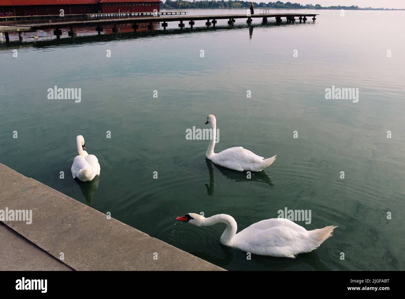 White swans on blue misty lake. Palic, Northern Serbia. Animal wildlife ...