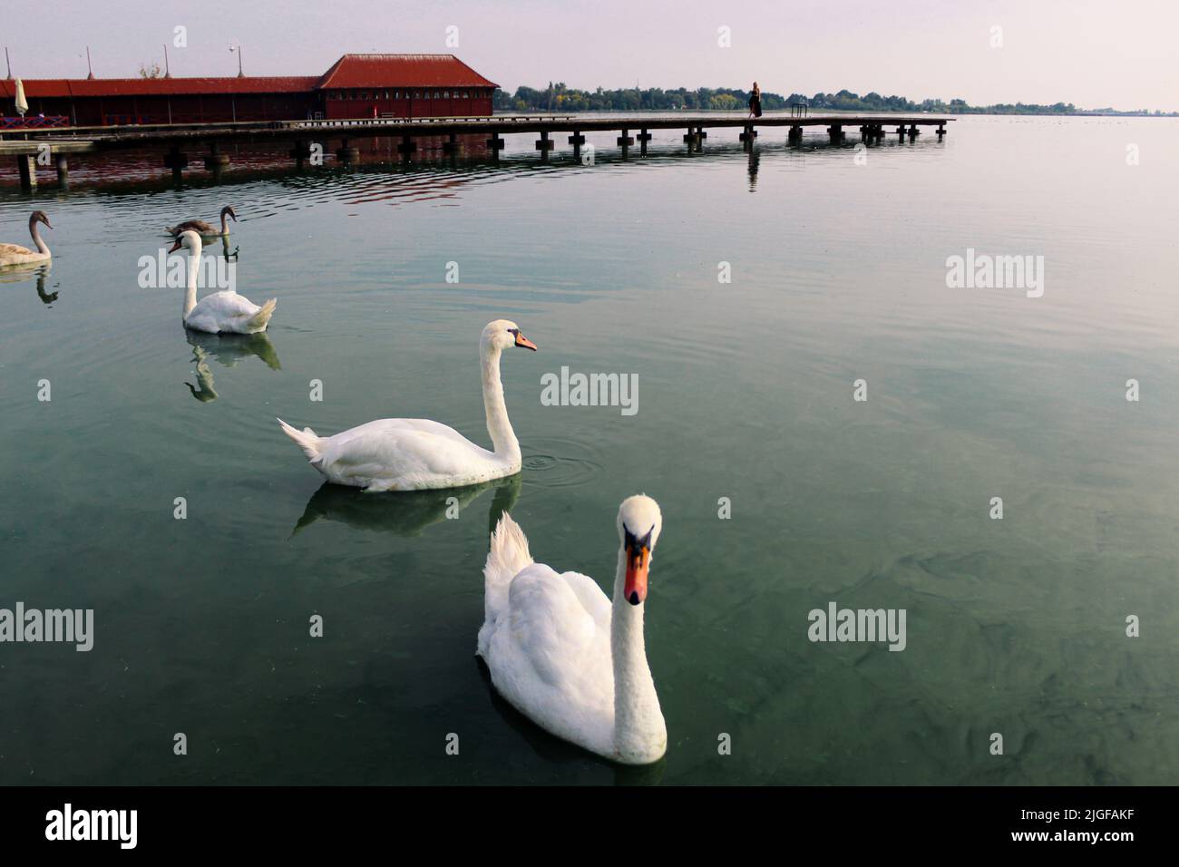 White swans on blue misty lake. Palic, Northern Serbia. Animal wildlife ...