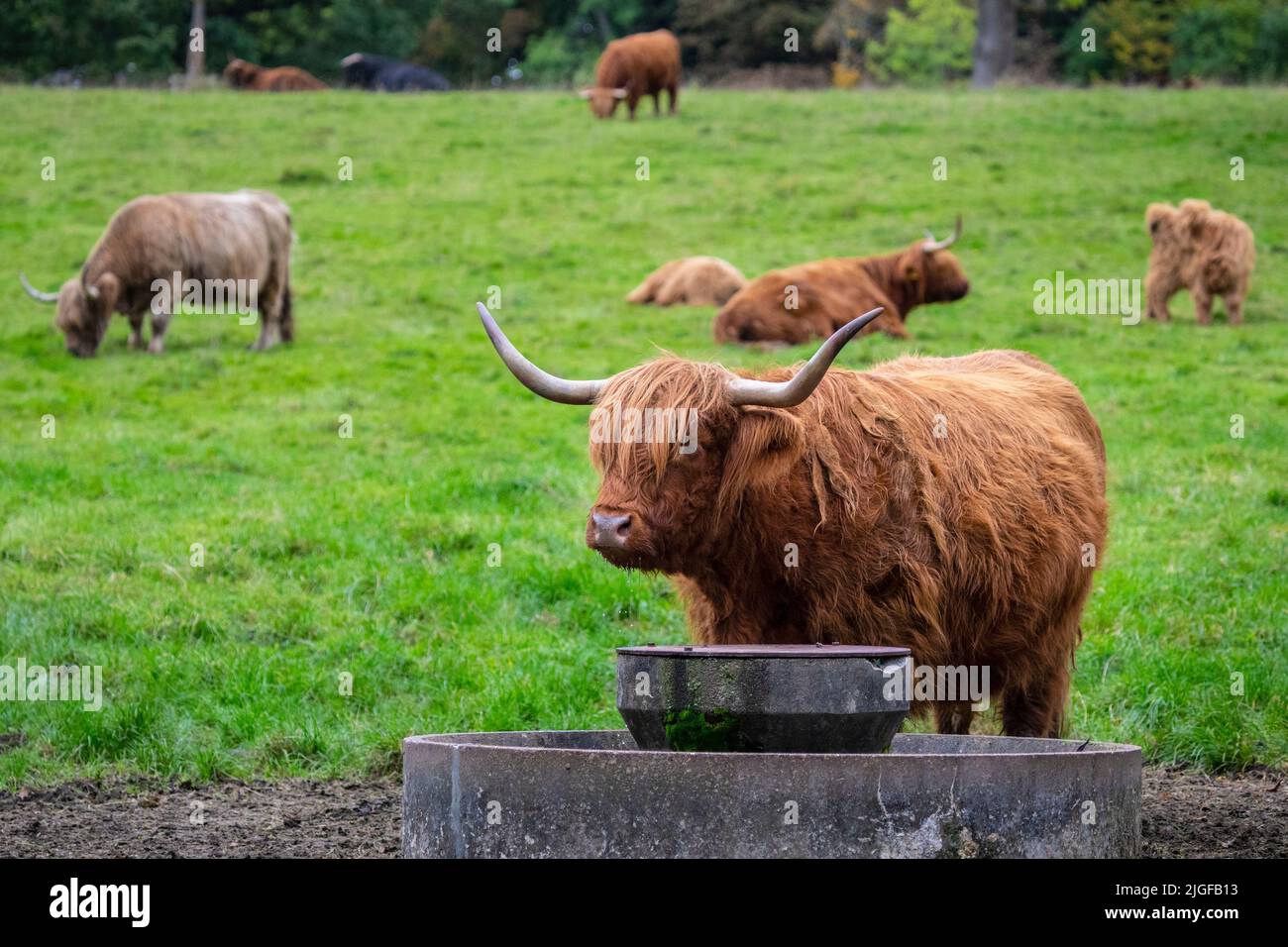 Highland Cattle in Scotland, UK. Highland cattle are seen across the ...