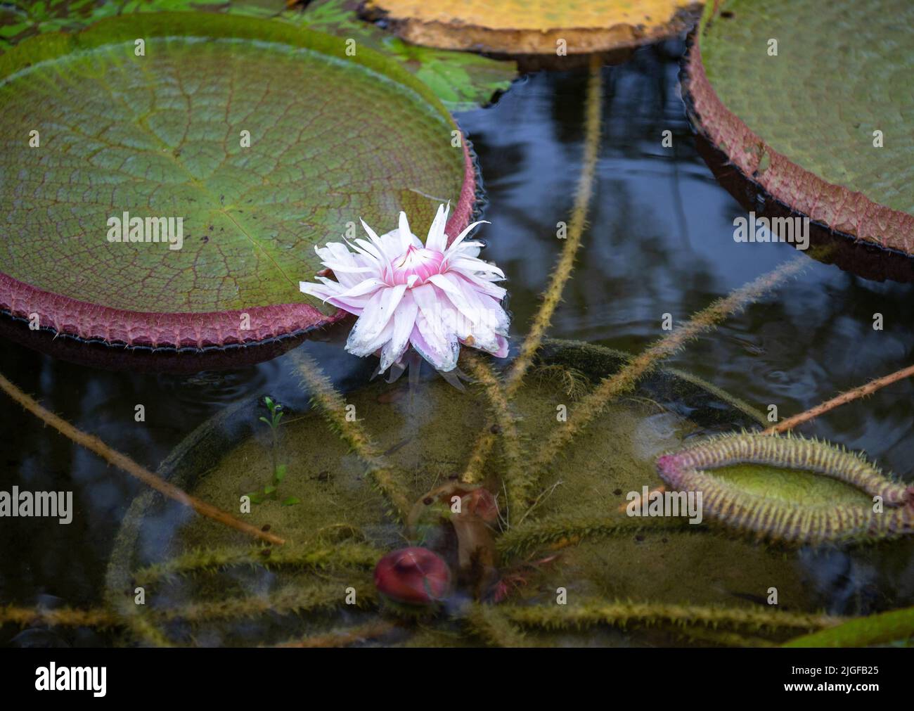 A water lily flower plant in the swamp Stock Photo - Alamy