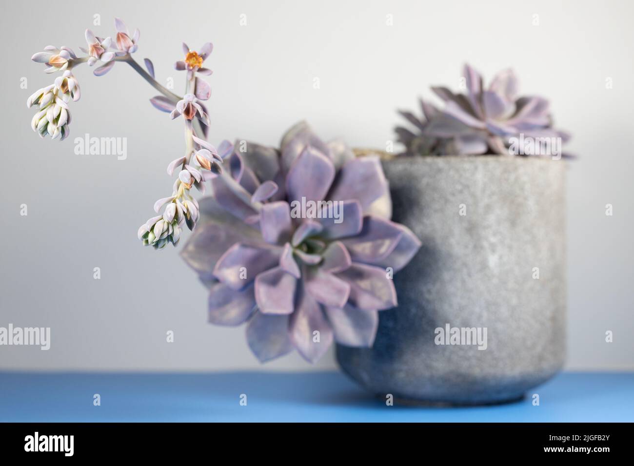 Flowering succulents houseplant hi-res stock photography and images - Alamy
