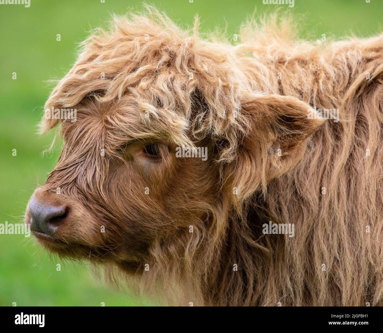 Close-up of a Highland Cattle Calf in Scotland, UK. Highland cattle are ...
