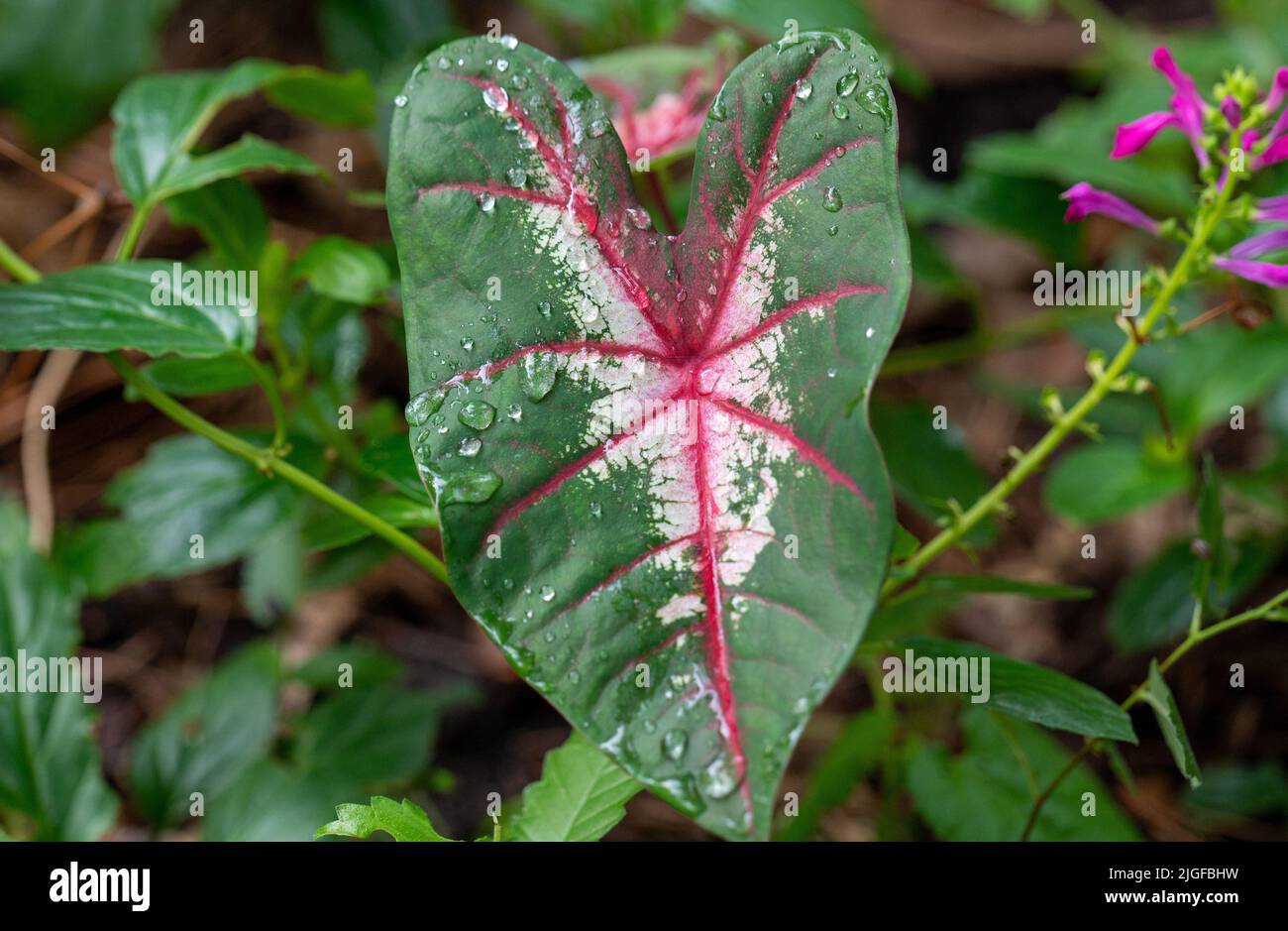 A pink caladium plant in the garden Stock Photo - Alamy