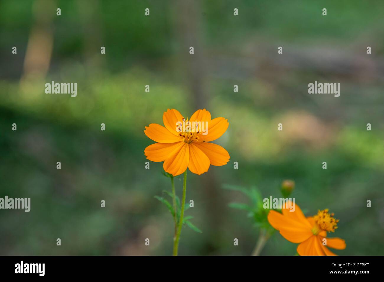 yellow unknown flower with green background Stock Photo - Alamy