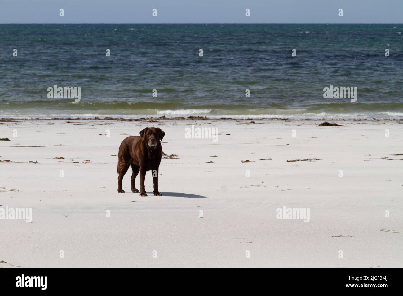 Attentive Chocolate Labrador dog on a white beach with the sea behind ...