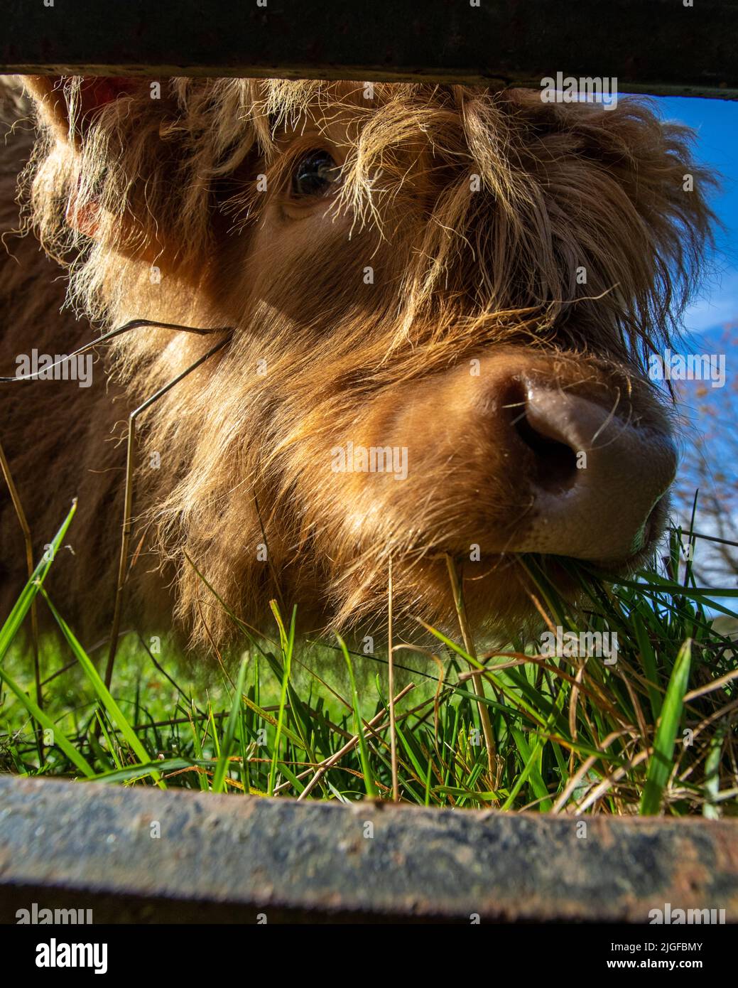Close-up of a Highland Cattle Calf in Scotland, UK. Highland cattle are ...