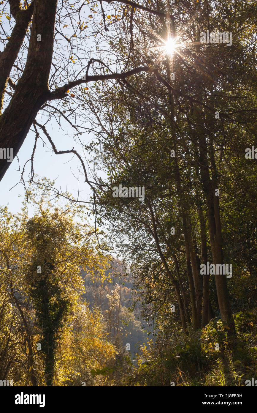 Trees flare hi-res stock photography and images - Alamy