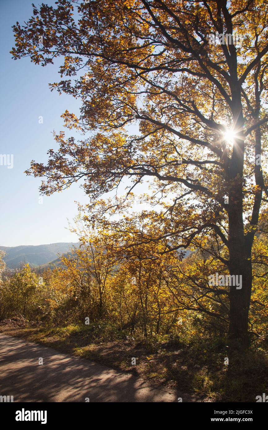 Lens flare through the trees hi-res stock photography and images - Alamy