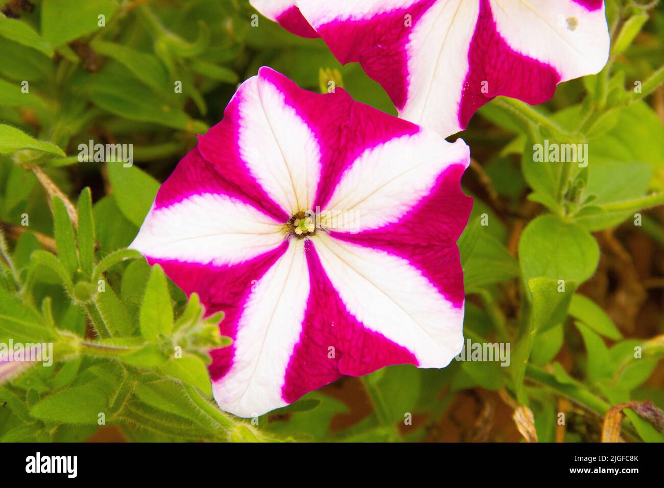 Burgundy star petunia hi-res stock photography and images - Alamy