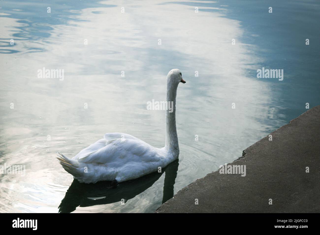 White swan on blue misty lake. Palic, Northern Serbia. Animal wildlife ...