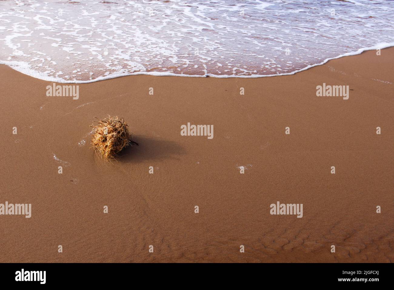 Sea grass ecosystem hi-res stock photography and images - Alamy