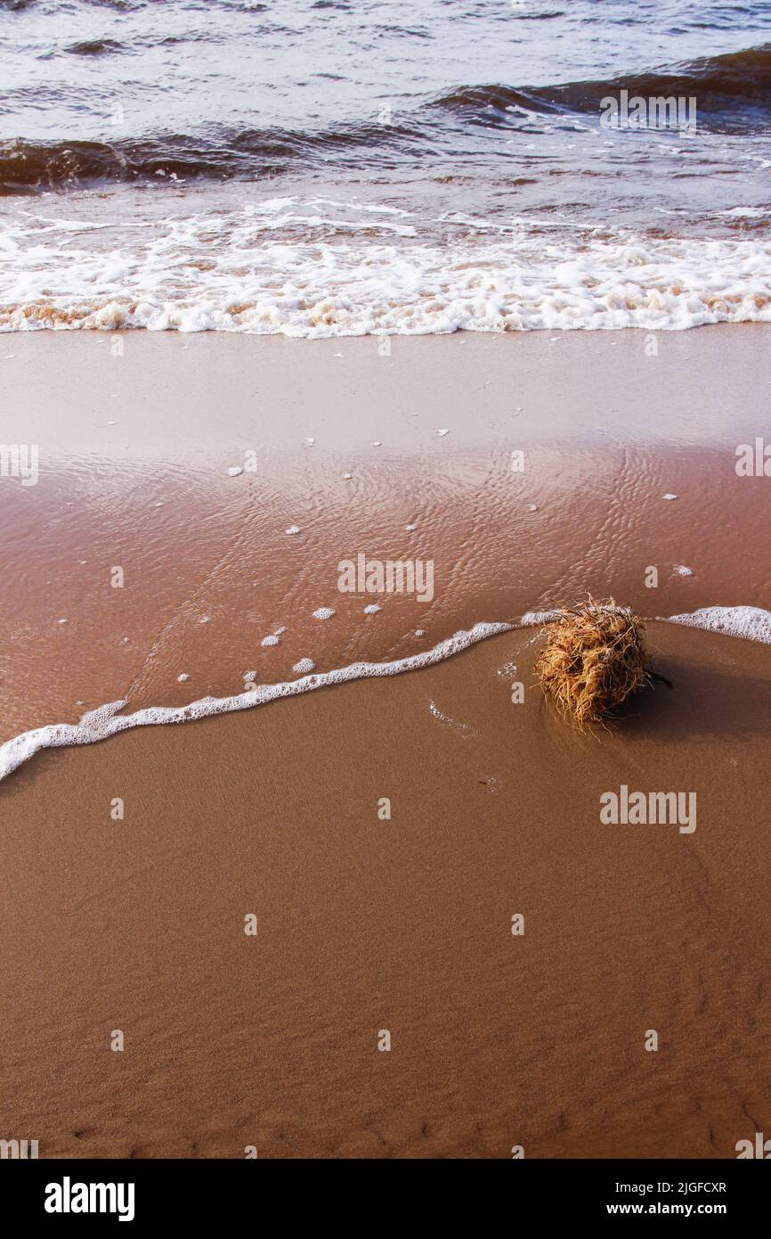 Sea grass ecosystem hi-res stock photography and images - Alamy