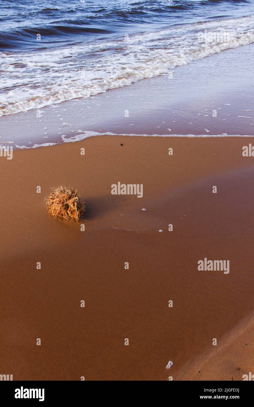 Sea grass ecosystem hi-res stock photography and images - Alamy