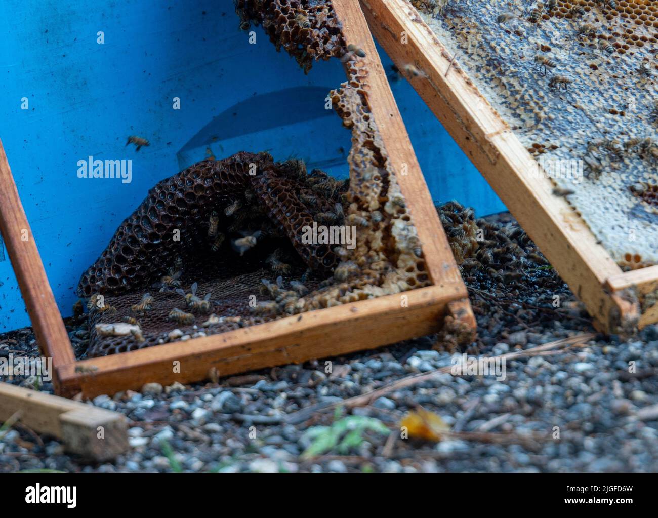 A newly harvested bee hive placed on the ground Stock Photo - Alamy