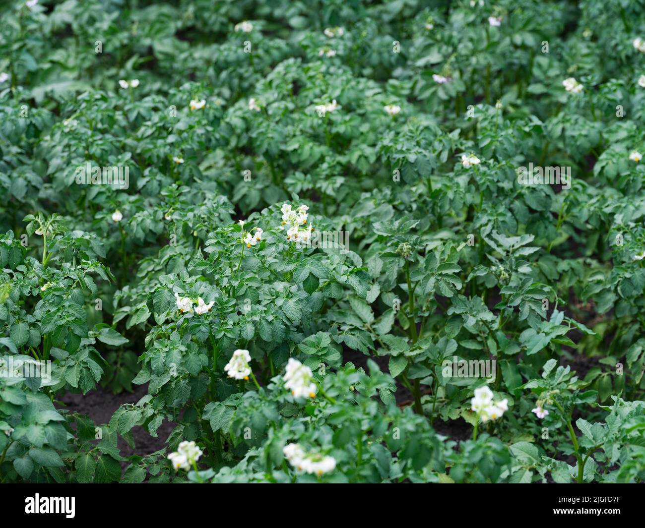 Potato field flower hi-res stock photography and images - Alamy