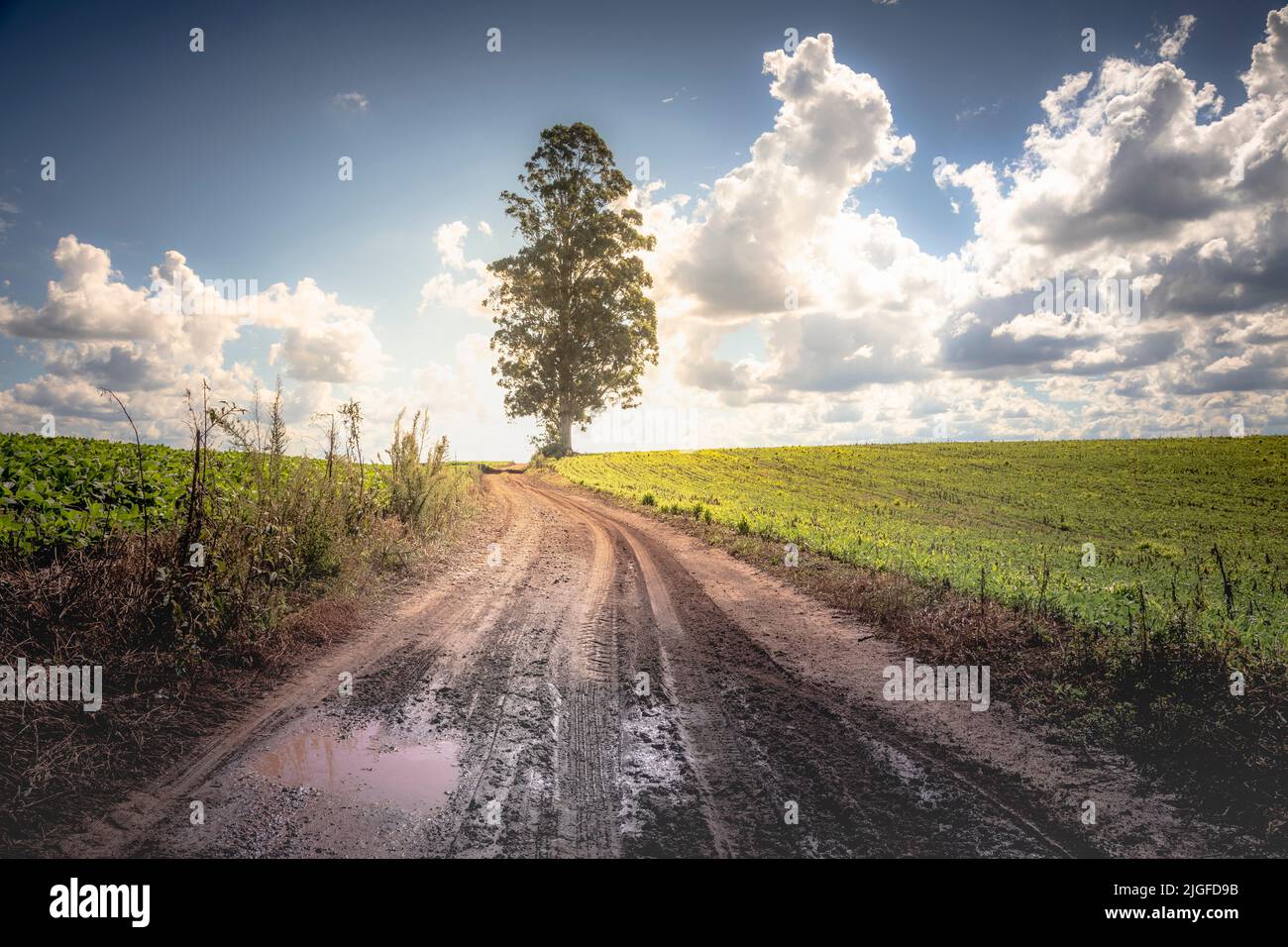 Single tree in Santa Catarina state countryside southern Brazil Stock ...