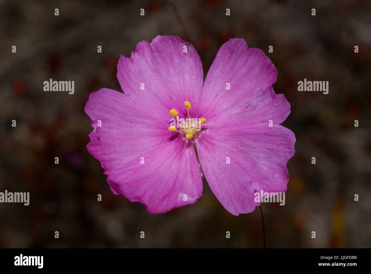 Pink flower of the pink rainbow sundew (Drosera menziesii), Western ...
