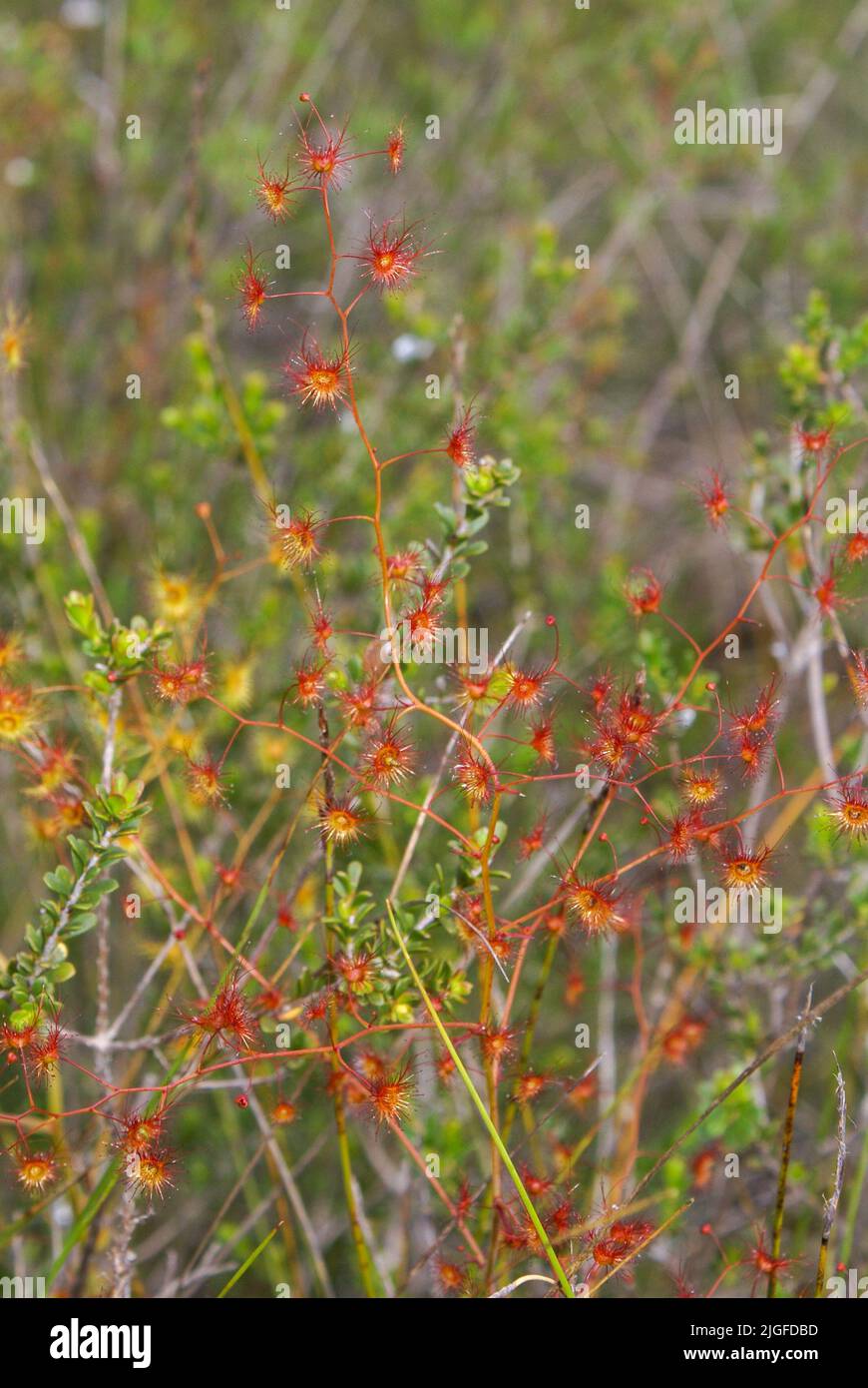Giant sundew (Drosera gigantea) with sticky leaves, red form, Western ...