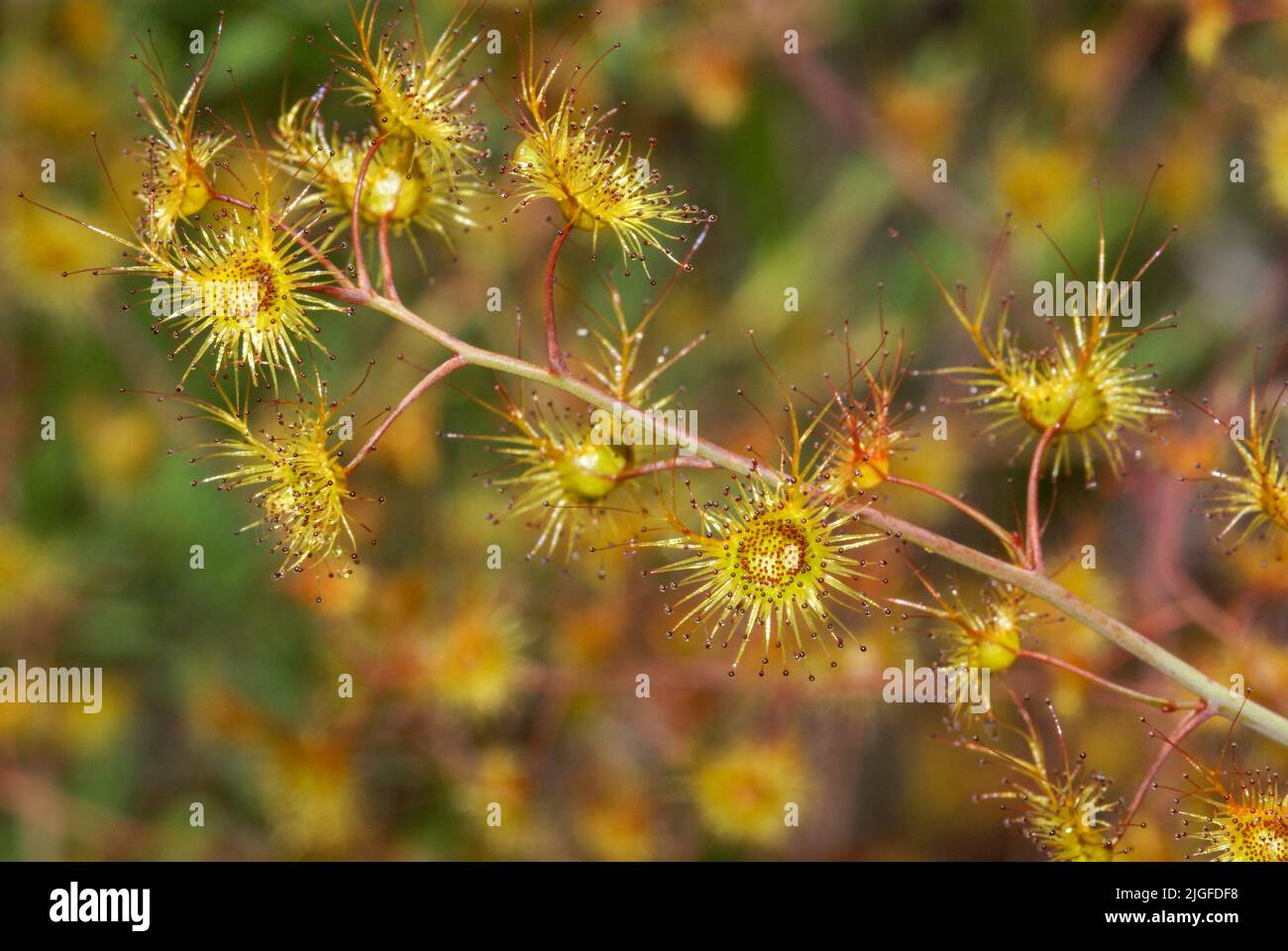 Leaf detail of the carnivorous giant sundew (Drosera gigantea), golden ...