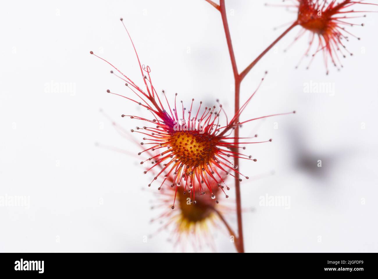 Leaf detail of the carnivorous giant sundew (Drosera gigantea), red ...