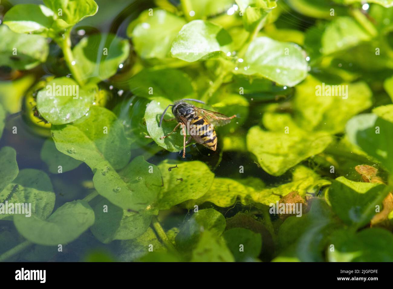 Insect drinking from garden pond hi-res stock photography and images ...