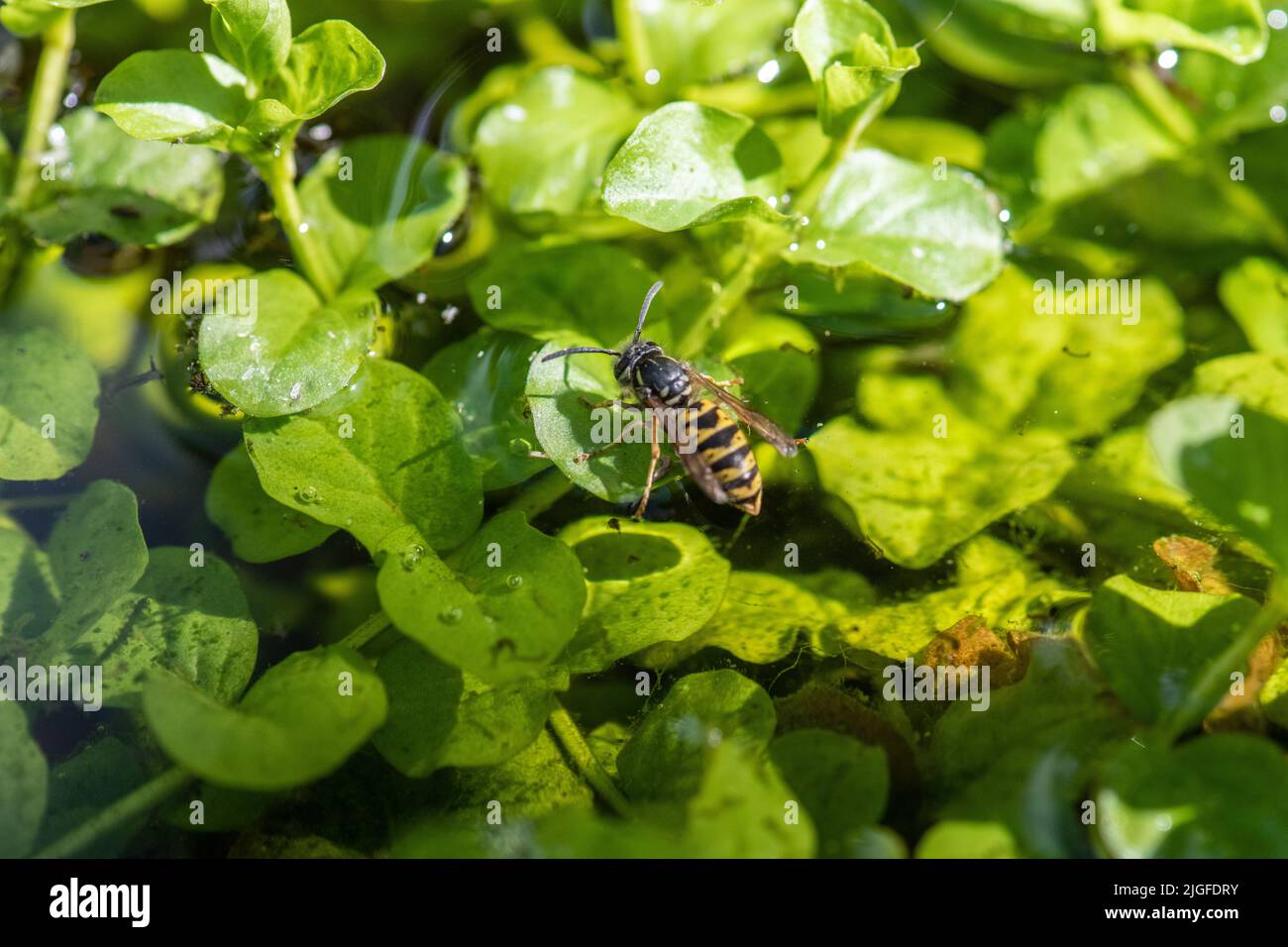 Wasp drinking water from a pond Stock Photo - Alamy