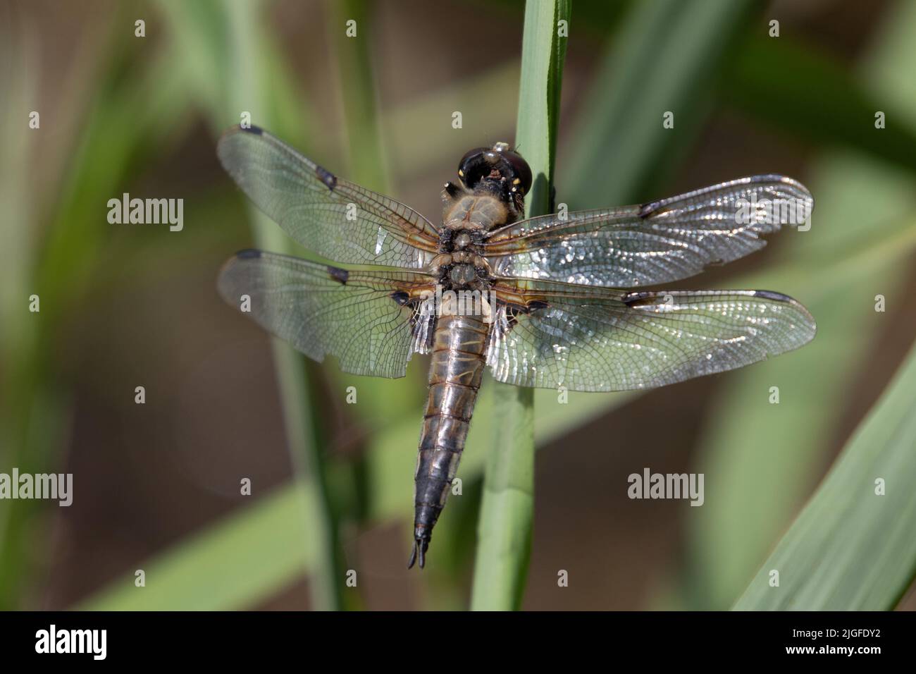 Four Spotted Chaser Dragonfly Stock Photo - Alamy