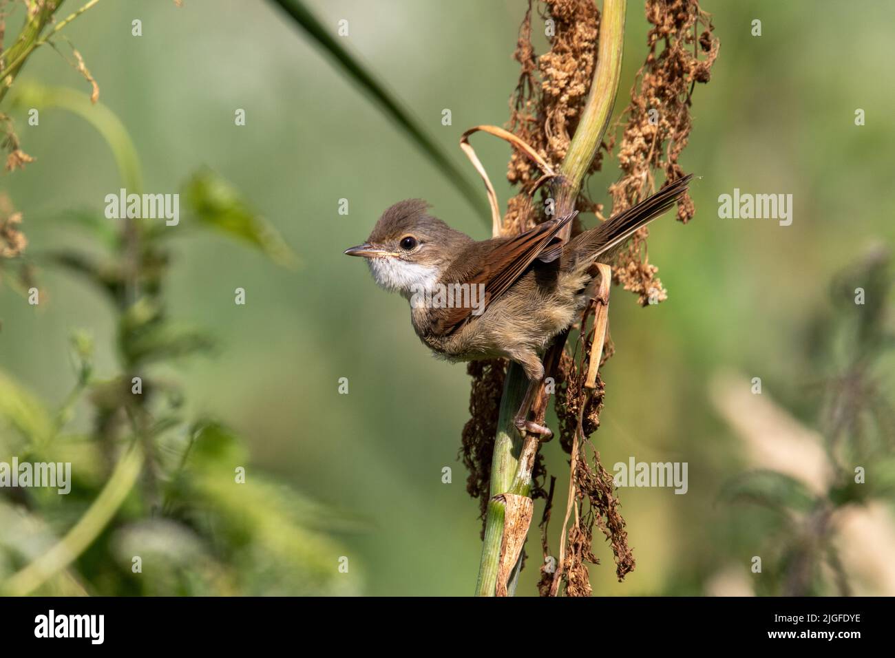 Common whitethroat curruca communis hi-res stock photography and images ...