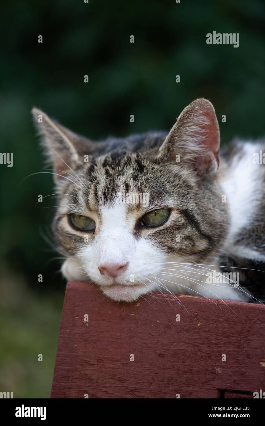 Tabby Cat on bench Stock Photo - Alamy
