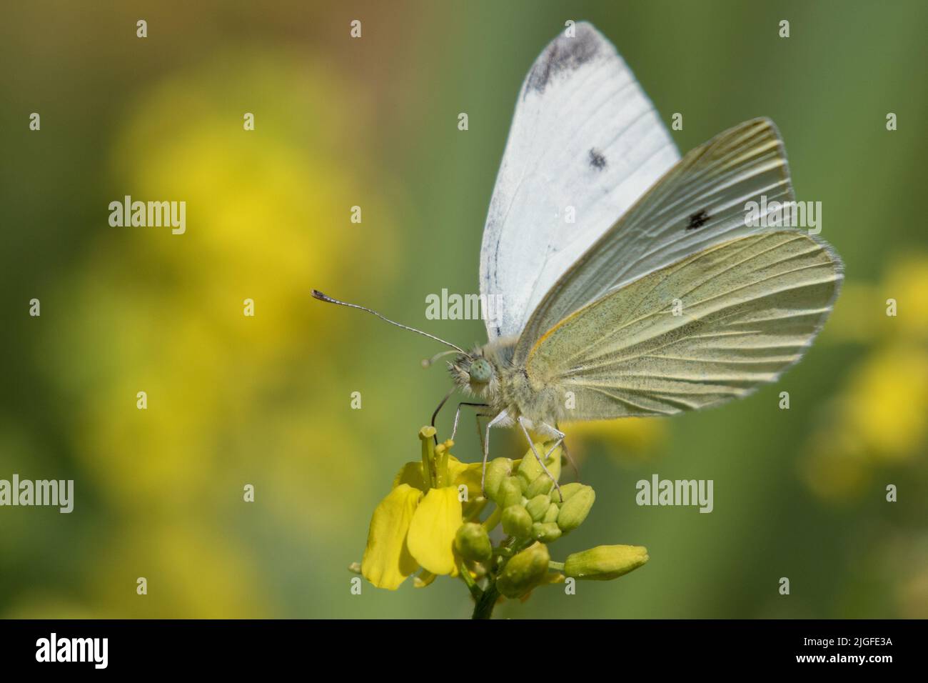 Cabbage White Butterfly Stock Photo - Alamy