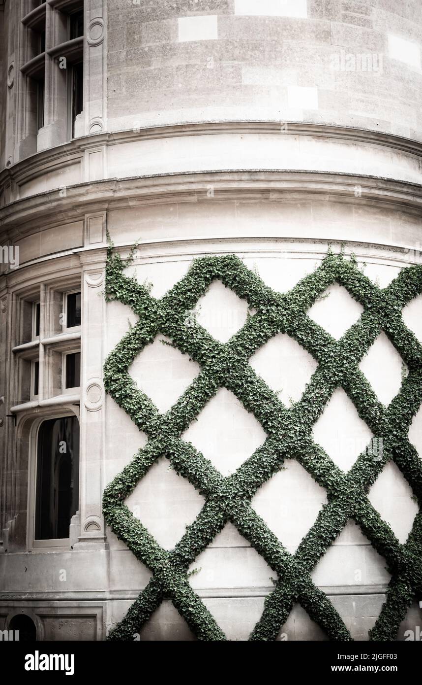 An iconic hedge lattice topiary growing on the sides of own of the ...